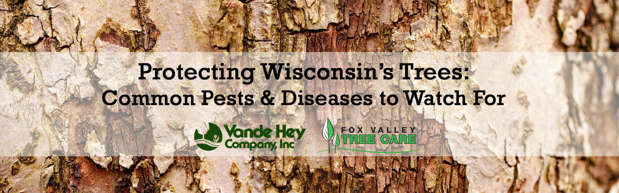 Protecting Wisconsin's Trees: Common Pests and Diseases to Watch For - Vande Hey Company, Inc.